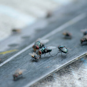 Common Pests in Calgary and How to Identify Them | Ecopest